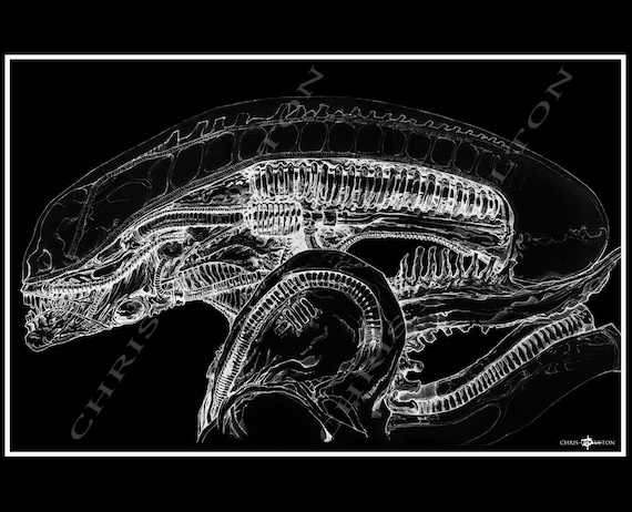 Xenomorph Head Profile