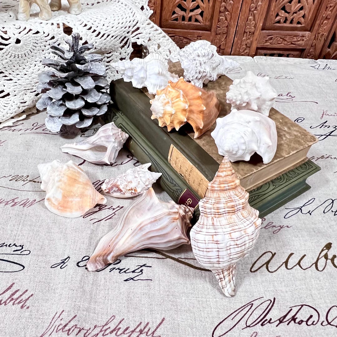 10 Whelks / Sea Shells - Miniature Conch Shells Various Shapes ...