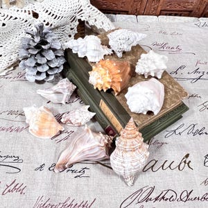 Sea Shells by the Sea Shore 10 Whelks - Various Shapes - Display, Decor ...