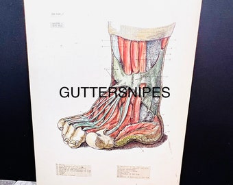 15 Foot Muscles Anatomy Posters Podiatrist Office Decor Med - Etsy