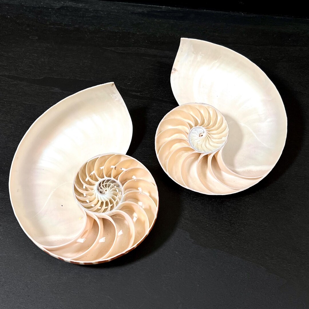 The Beauty of Nature Receive a Split / Cut Nautilus Shell Vintage ...