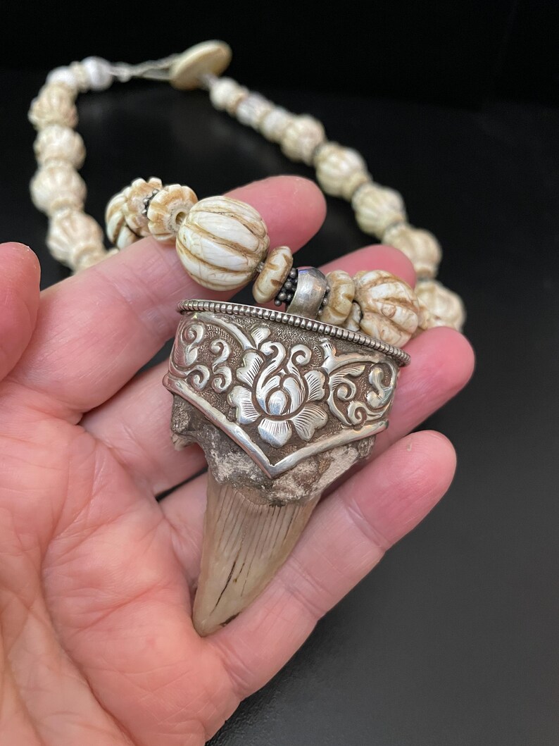 Fossilized Shark Tooth Necklace, Sterling Silver, Carved Clam Shell ...