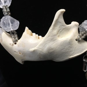 Real Beaver Jawbone Necklace, Motivational Beaver, Quartz Crystal to ...
