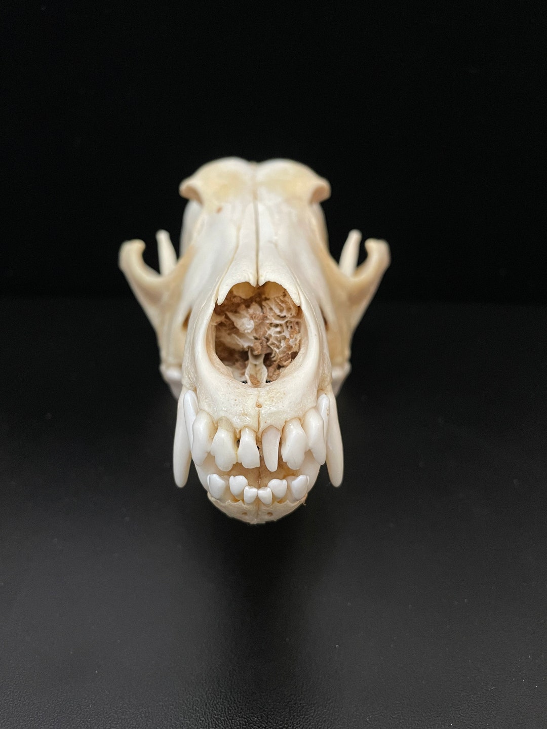 Skull Coyote, Often Deemed the “trickster” in Native American Mythology ...