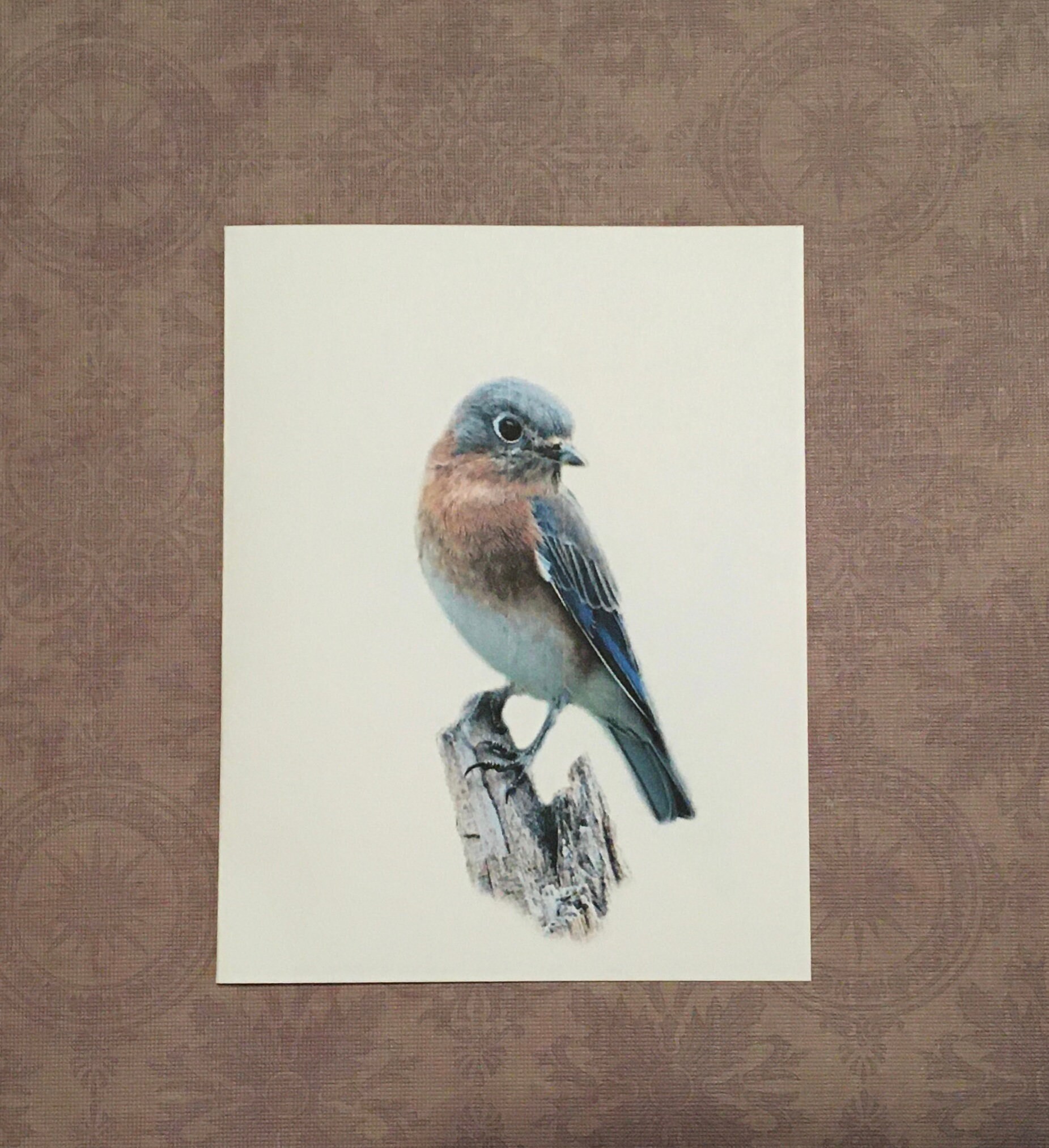 Set of 6 or 12 Handmade Blank All Birds Bright & Beautiful Collection ...