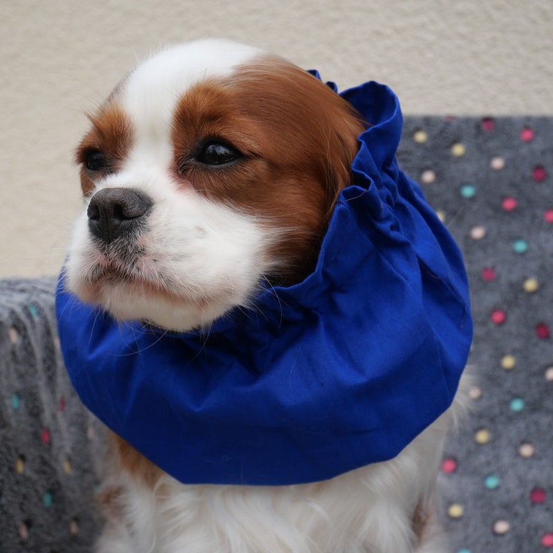 Cavalier Dog Snood - Etsy