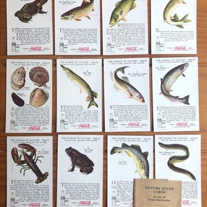 1930s Coca Cola Natire Study Cards, Life in and Around Water: Fish, Lobster. Frogs, Eel - Etsy