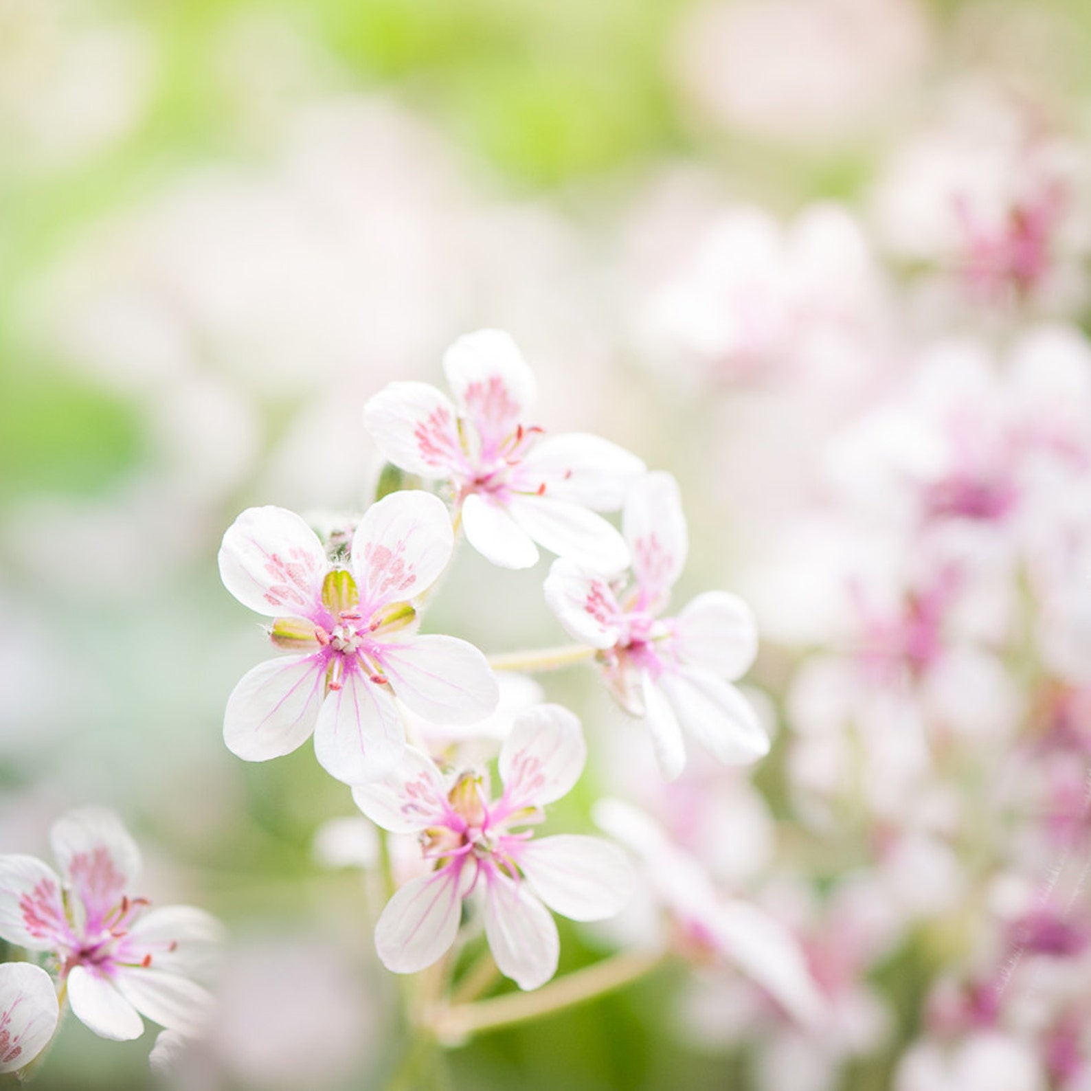45 Lightroom Sunlight II Presets Etsy 45-lightroom-sunlight-ii-presets-etsy