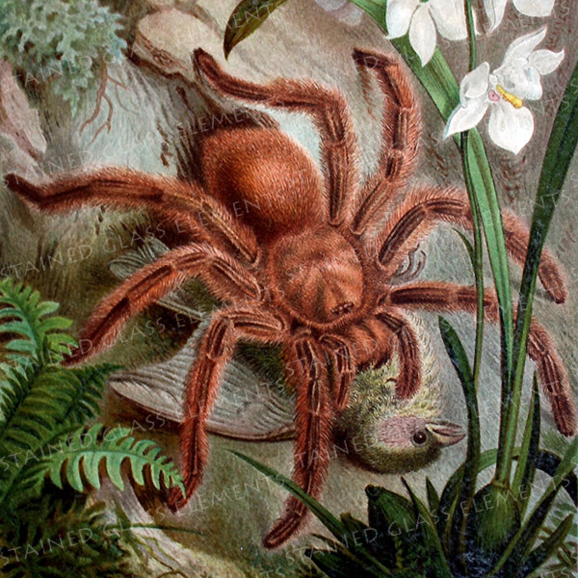 Tarantula Decal Spider Ceramic Decal Spider Ceramic Decal | Etsy