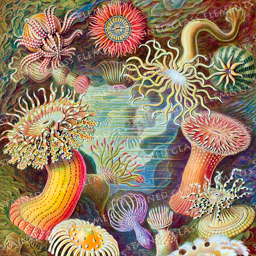 Ernst Haeckel Ceramic Decal, Art Forms of Nature Ceramic Decals ...