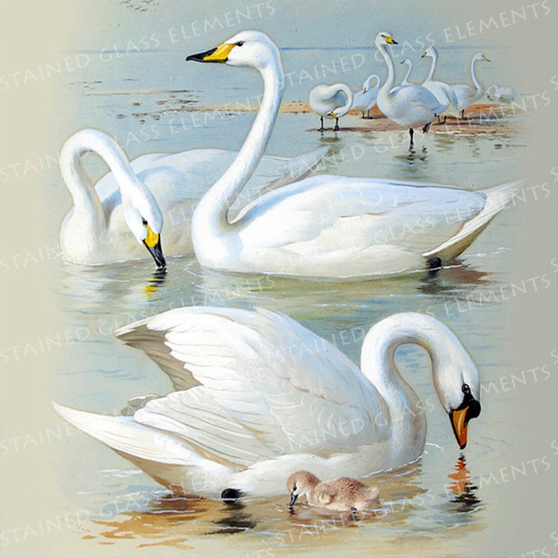 Swan Ceramic Decal, Decals Fusible, Swan, Fusible Transfers, Glass ...