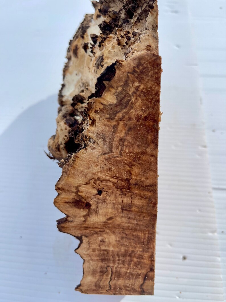 Curly Spalted Maple Burl, Air Dried, Turning Wood, Project Board, Burl ...