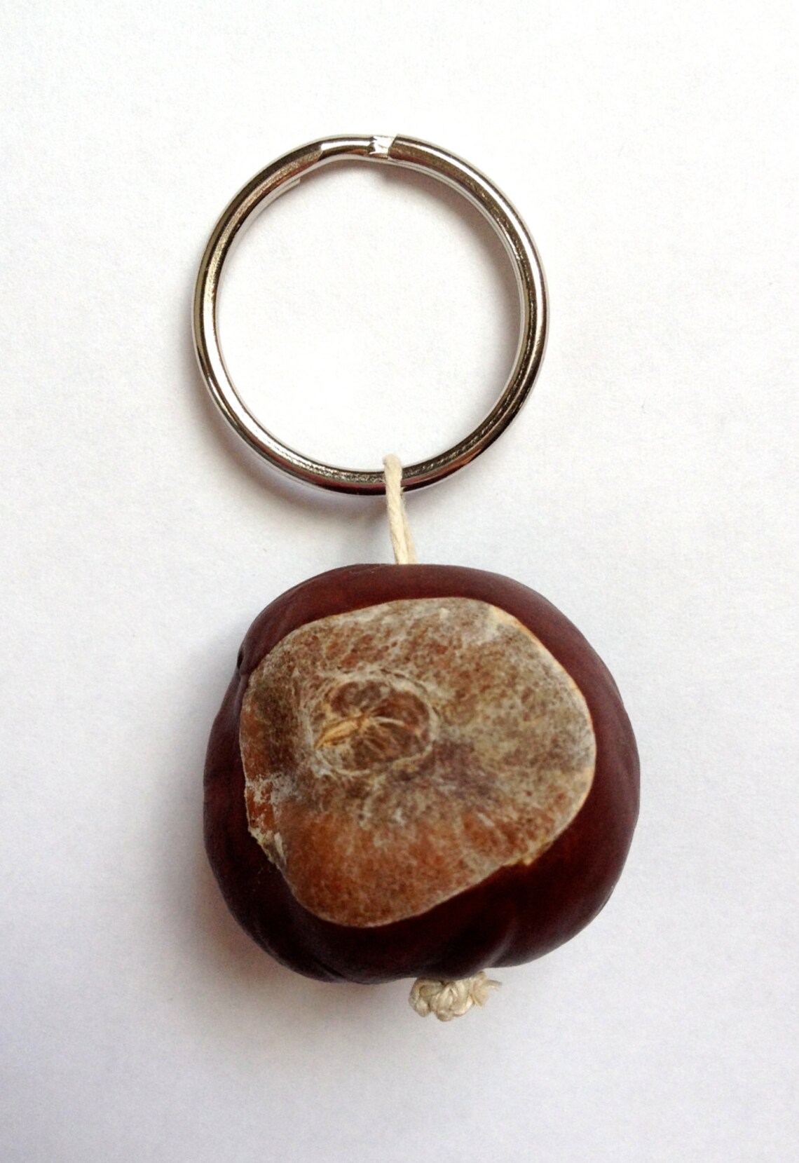 Lucky Buckeye Keychain; Ohio State Buckeyes - Etsy