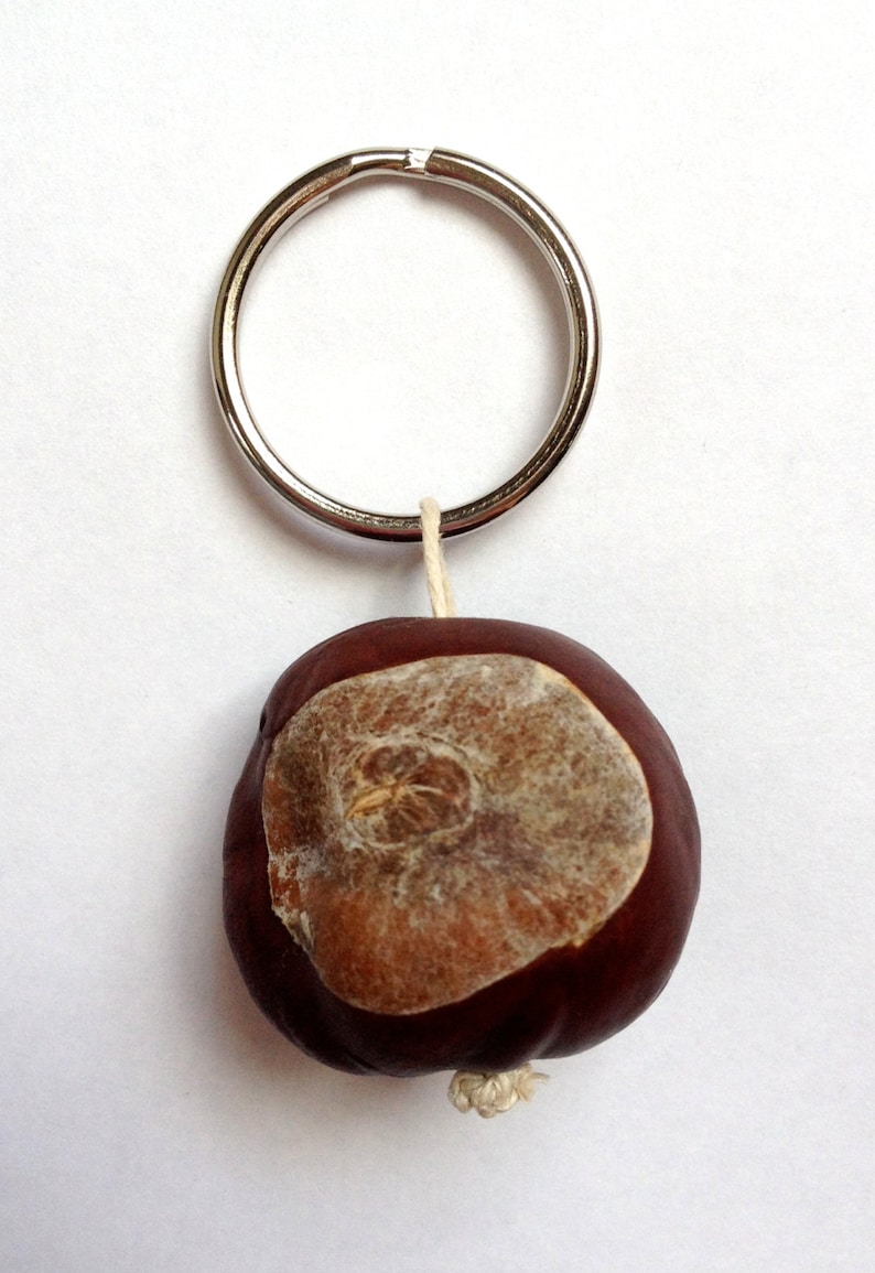 Lucky Buckeye Keychain; Ohio State Buckeyes - Etsy