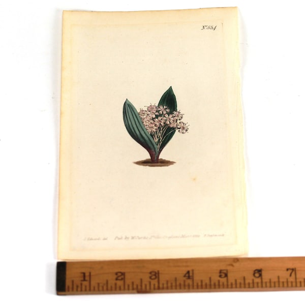 Hand Colored Etching - Etsy