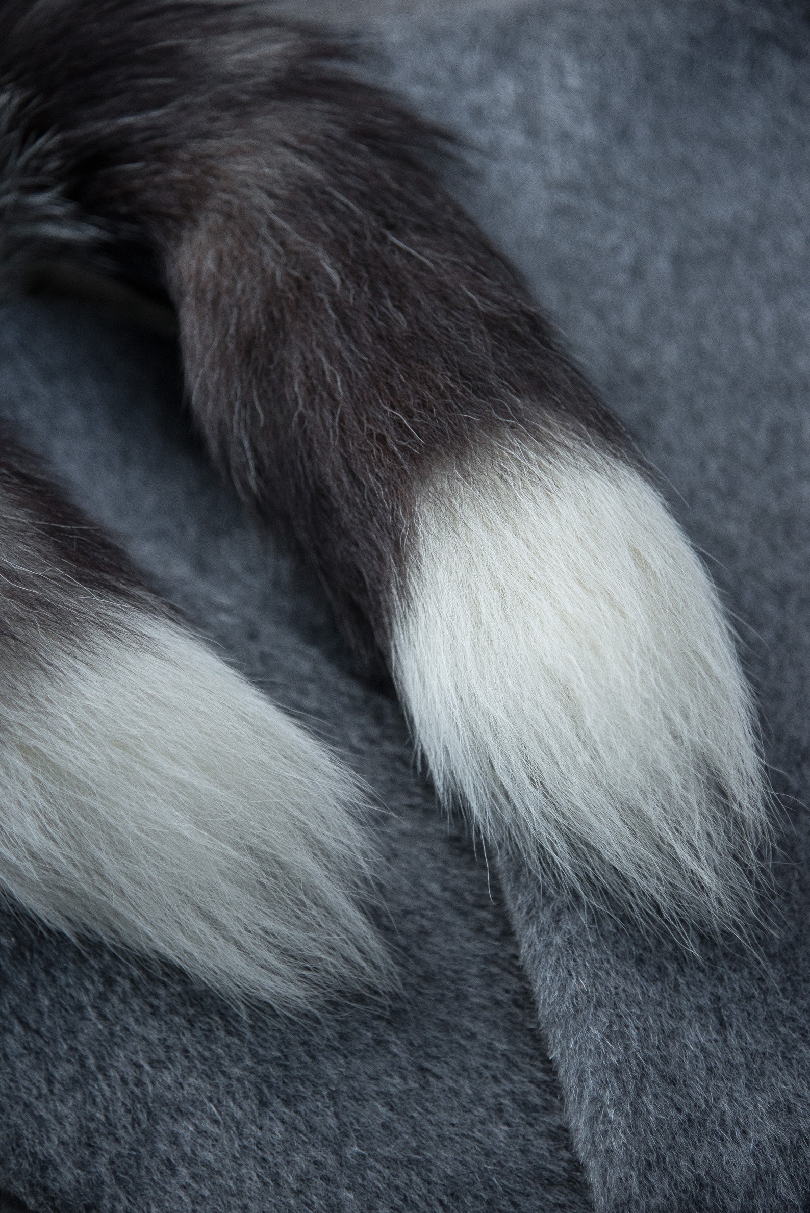 1950's Wool Fox Tail Scarf Fox Fur Stole Fur Trimmed - Etsy