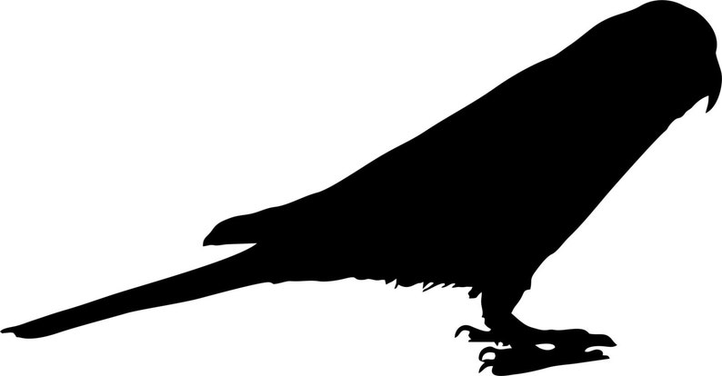 Quaker Parrot Vinyl Decal Sticker Choose Your Color and Size - Etsy