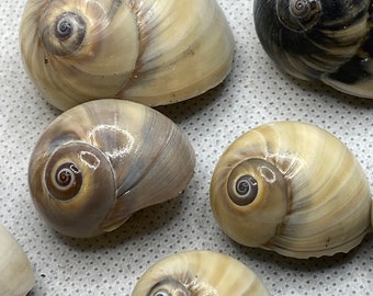 Shark Eye Shells - Etsy