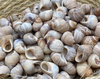 Periwinkle Shells | Etsy