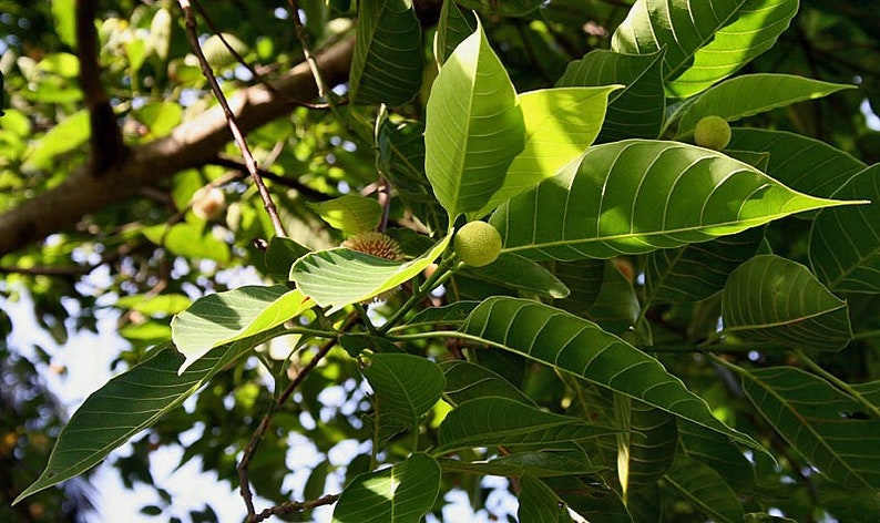 Neolamarckia Cadamba burflower tree Kadam tree 250 seeds | Etsy