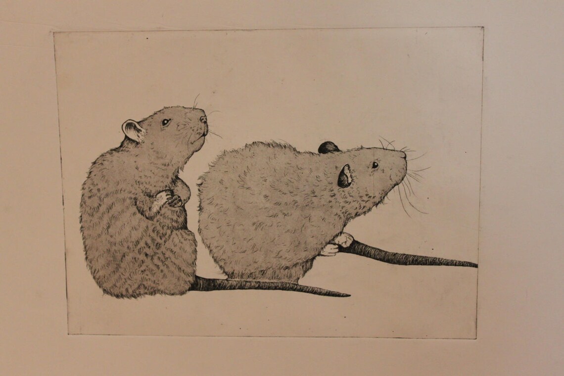 Framed rat etching | Etsy