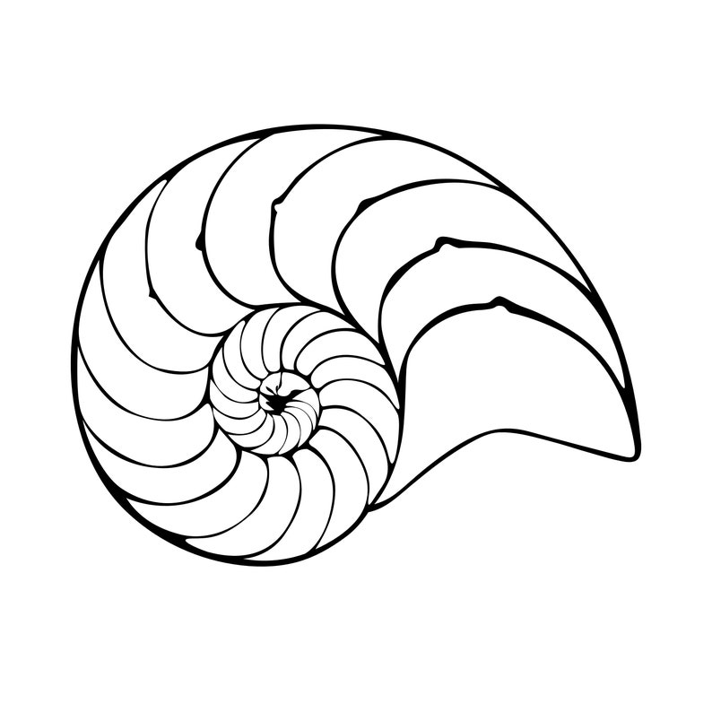 Spiral Shell PNG Digital Download Craft Use - Etsy