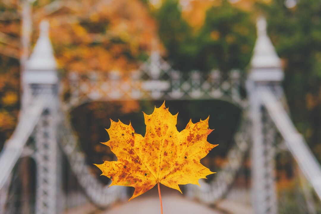 Framing the Cinderella Bridge at Mill Creek Park - Youngstown - Various ...