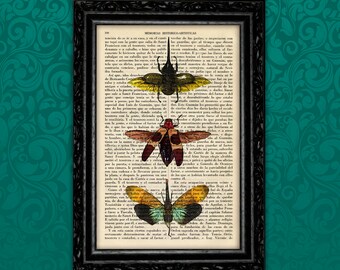 Dragonflies Vintage Colorful Art Print Insect Drangonfly Poster Dorm ...