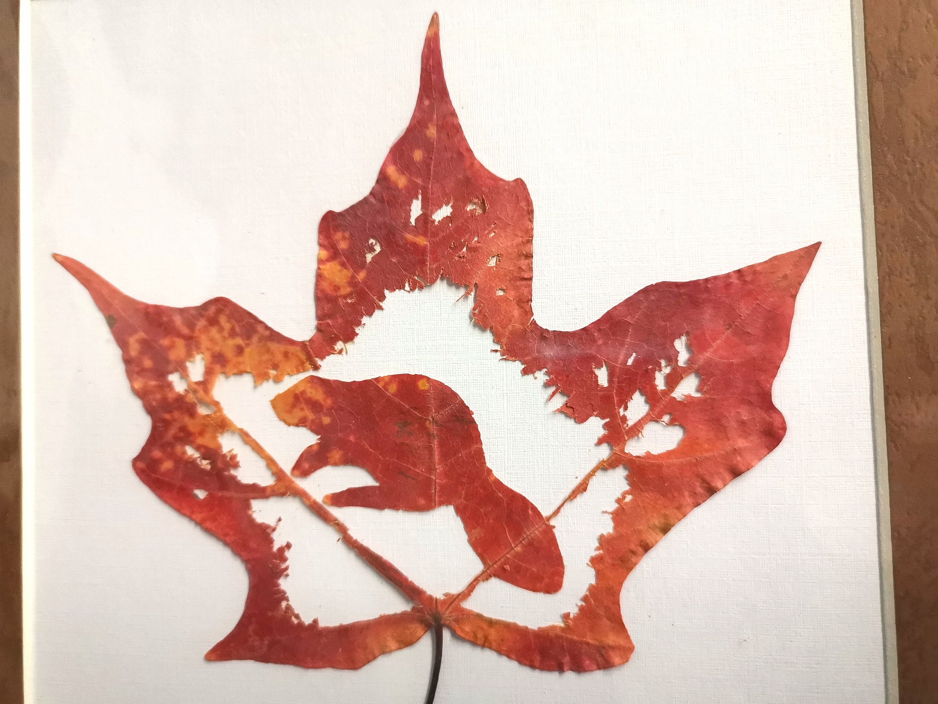 Maple Leaf Cutting - Etsy Canada