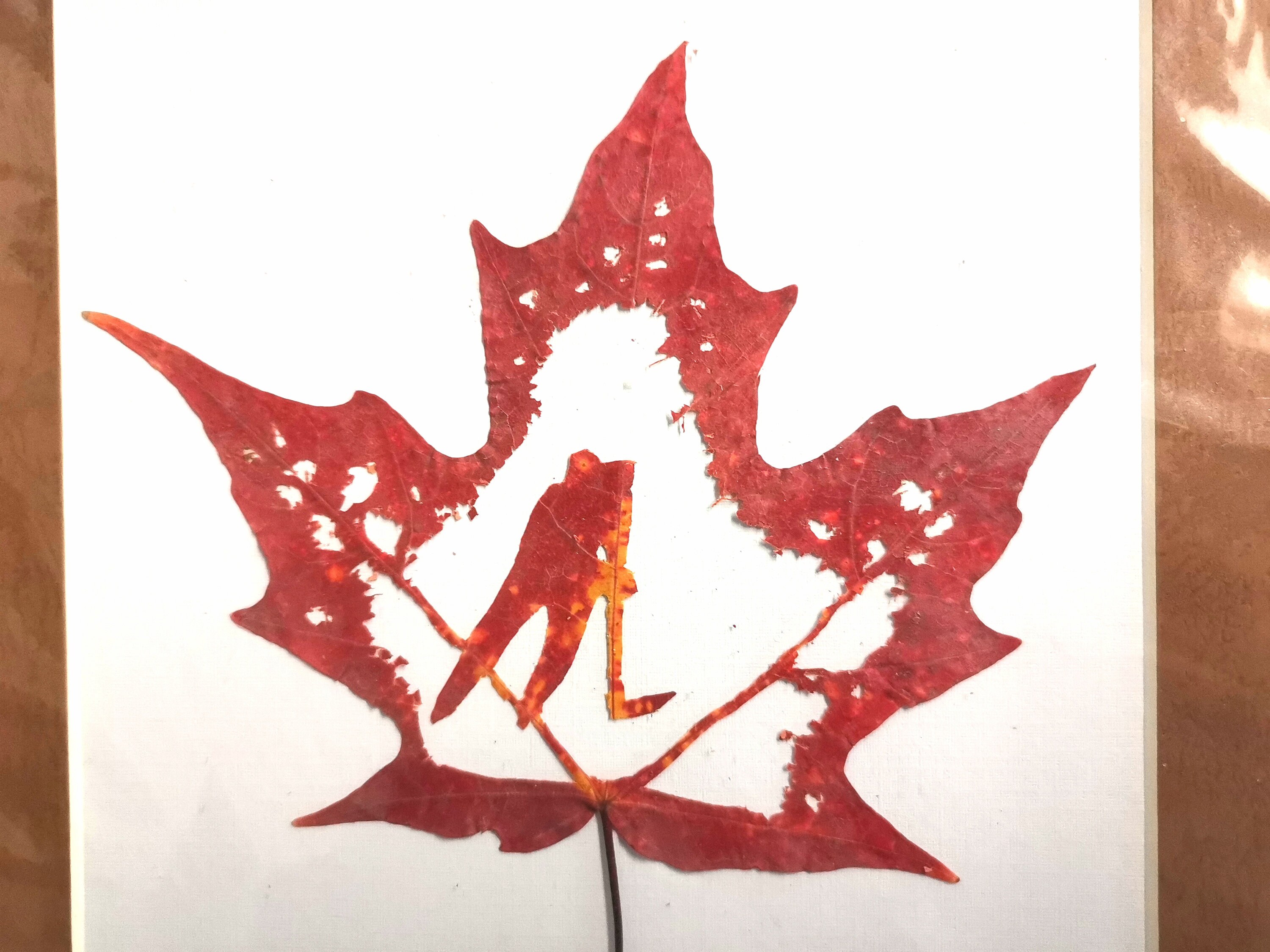 Maple Leaf Cutting - Etsy Canada