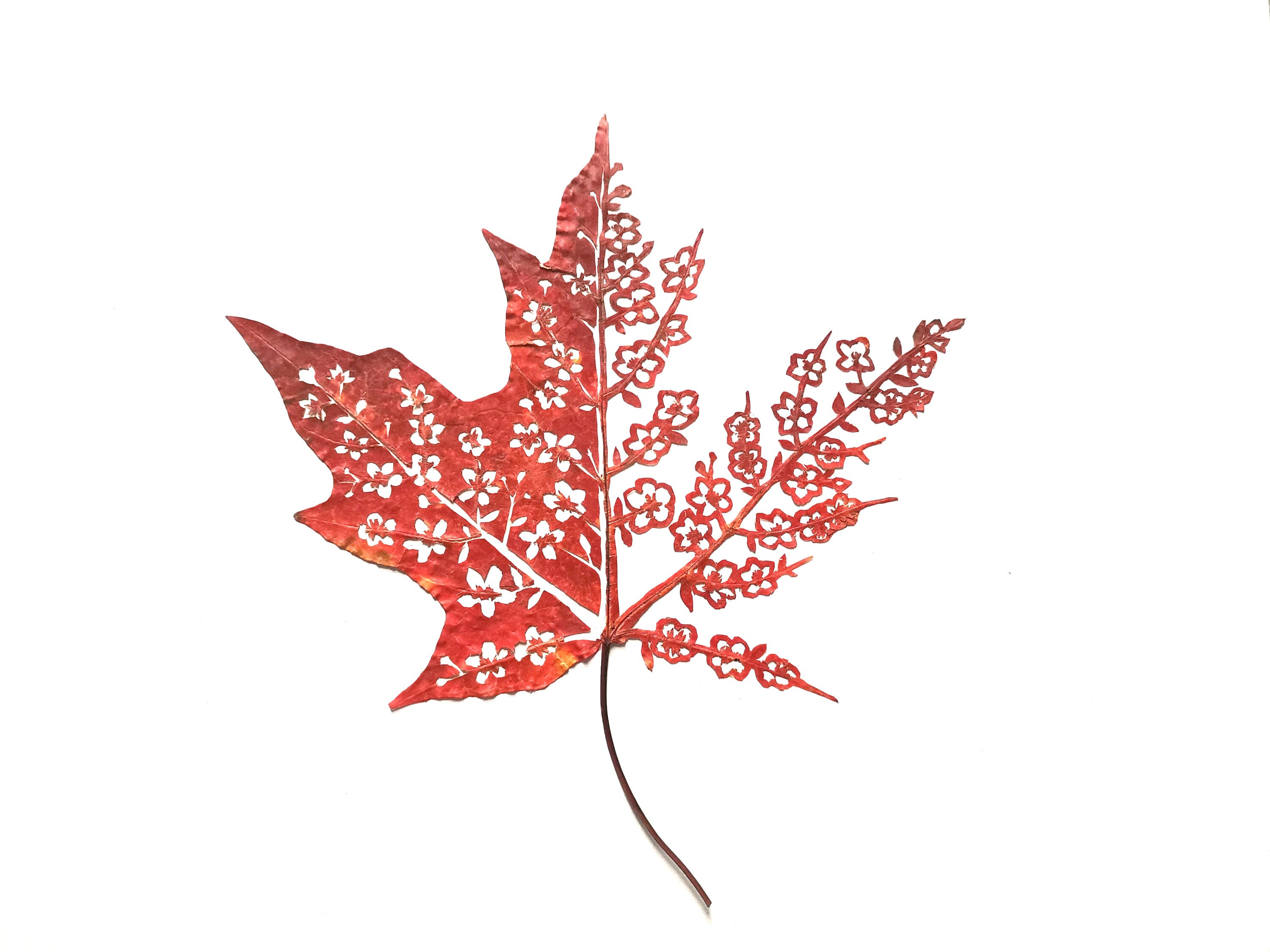 Maple Leaf Cutting Art (original) - Etsy