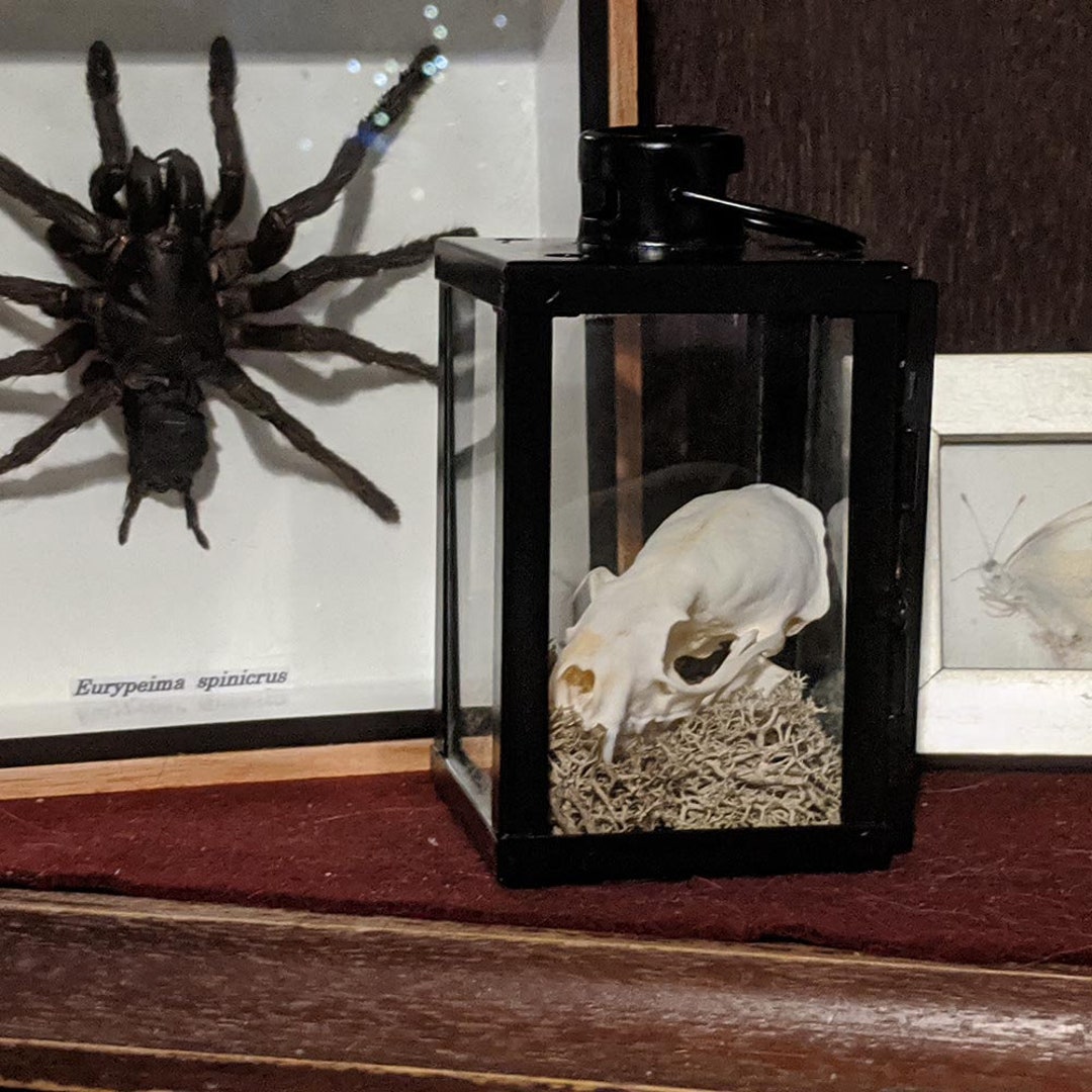 Mink Skull in Decorative Hanging Lantern - Etsy