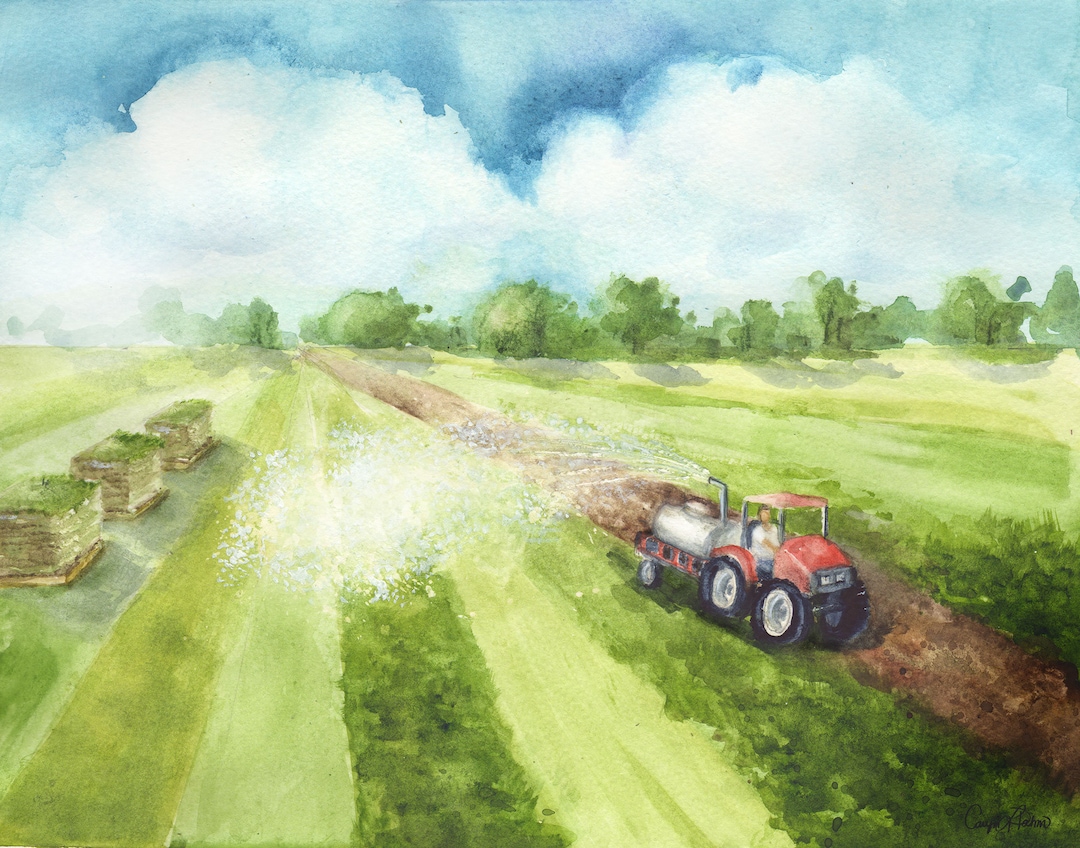 Duda Sod Farm With Red Tractor Watering the Sod. Agricultural ...