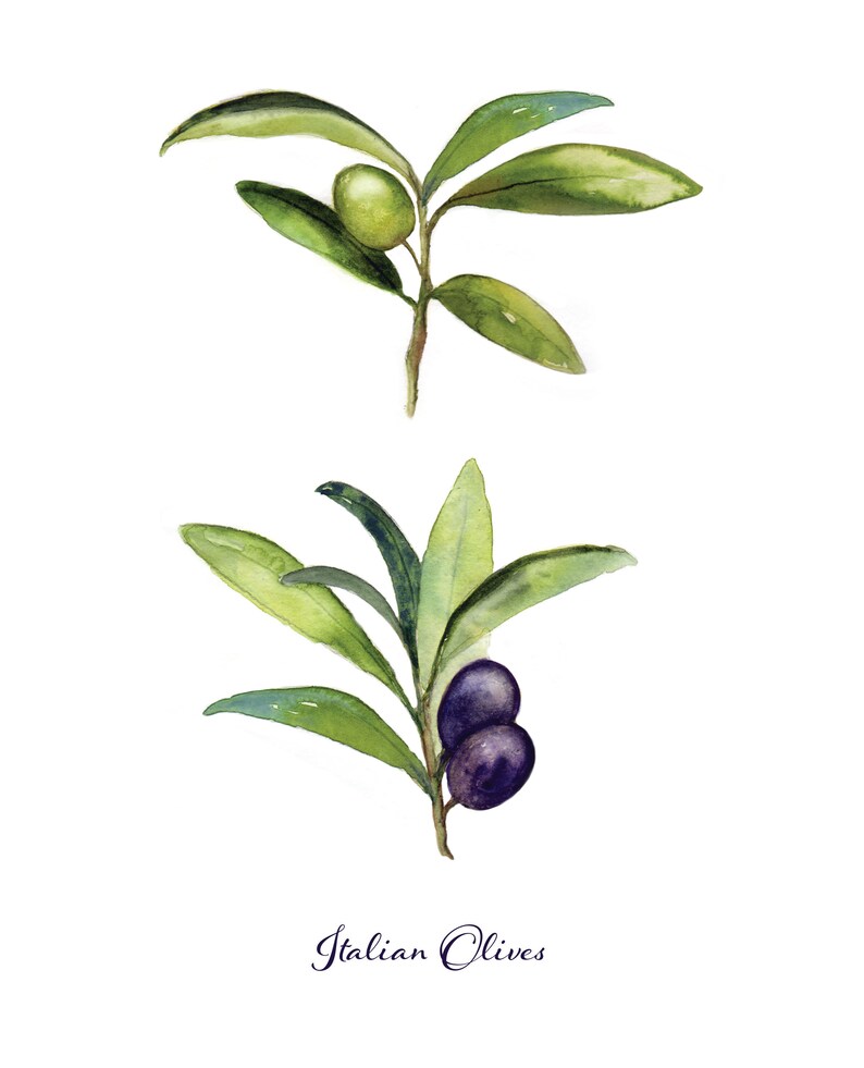 Italian Olive Sprigs, 2 Italian Olive Sprigs, Watercolored Olives ...