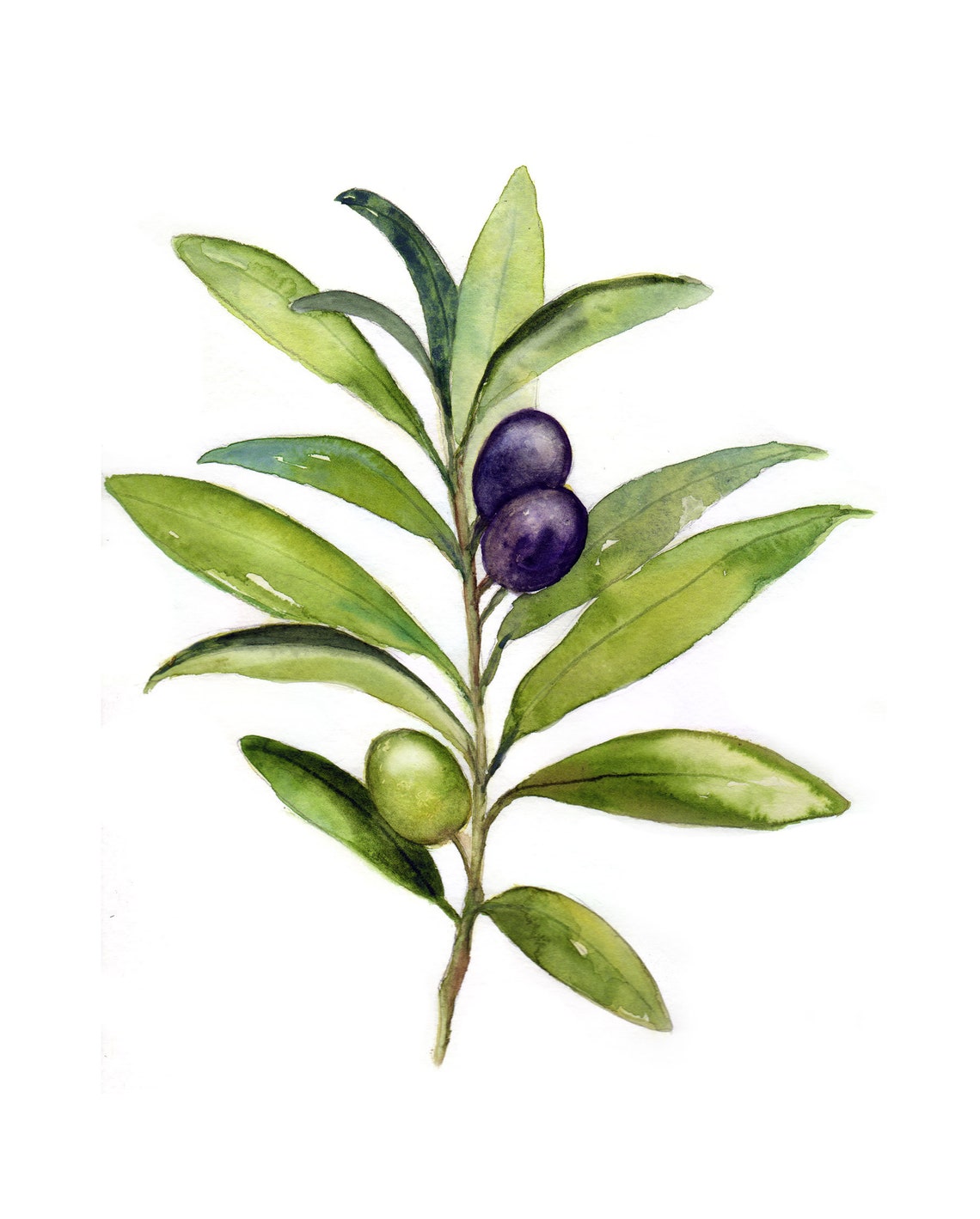 Italian Olives, Olive sprig, watercolored olive sprig, green olive ...