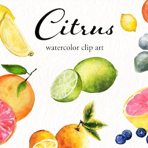 Citrus Watercolor Clipart - Fruit Clipart - Citrus Fruit Instant ...