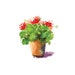 Red Geranium. Clipart, Sublimation Art, Digital Download - Etsy