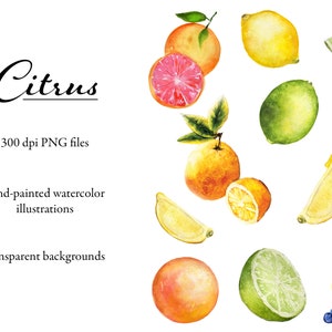 Citrus Watercolor Clipart - Fruit Clipart - Citrus Fruit Instant ...