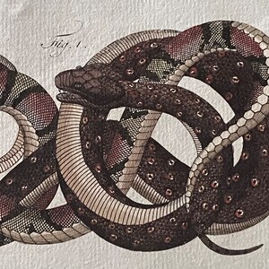 Antique Victorian Engraving Snakes 19th Century Fine Copperplate ...