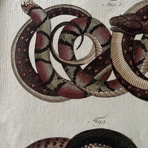 Antique Victorian Engraving Snakes 19th Century Fine Copperplate ...