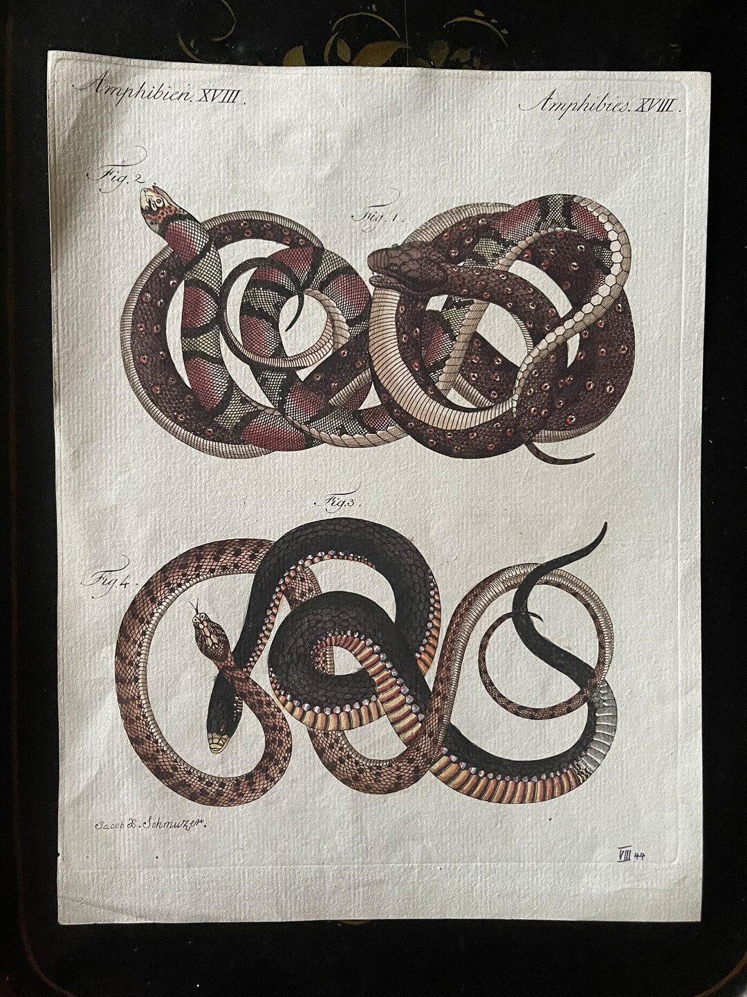 Antique Victorian Engraving Snakes 19th Century Fine Copperplate ...