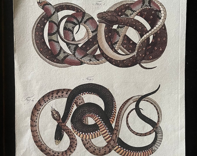 Antique Victorian Engraving Snakes 19th Century Fine Copperplate ...