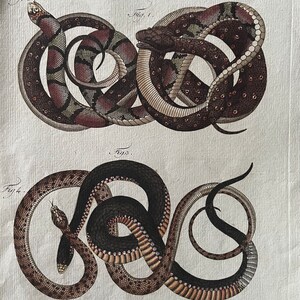 Antique Victorian Engraving Snakes 19th Century Fine Copperplate ...