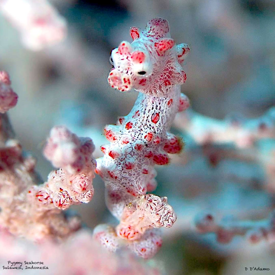 Pygmy Seahorse