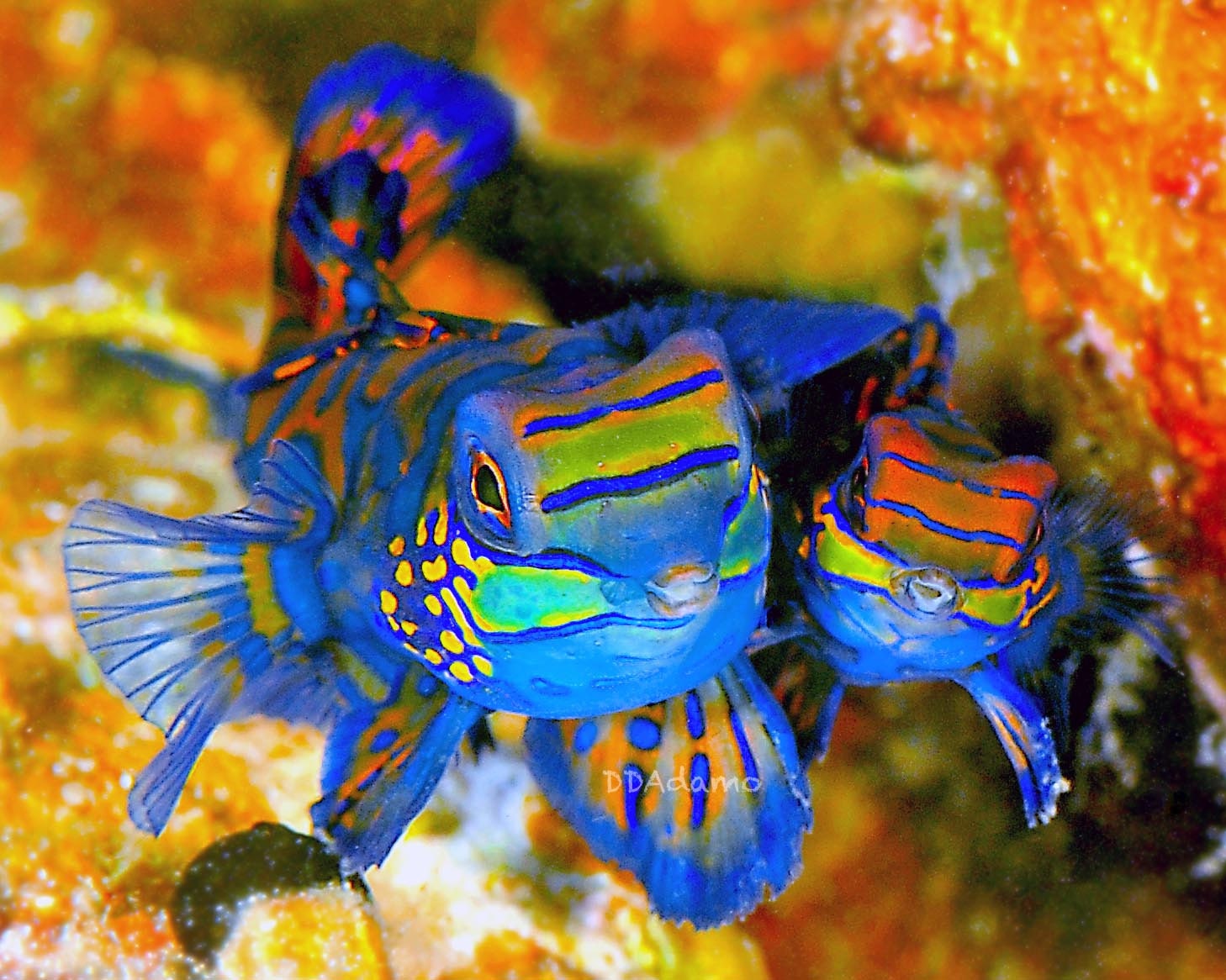 Blue Mandarin Goby