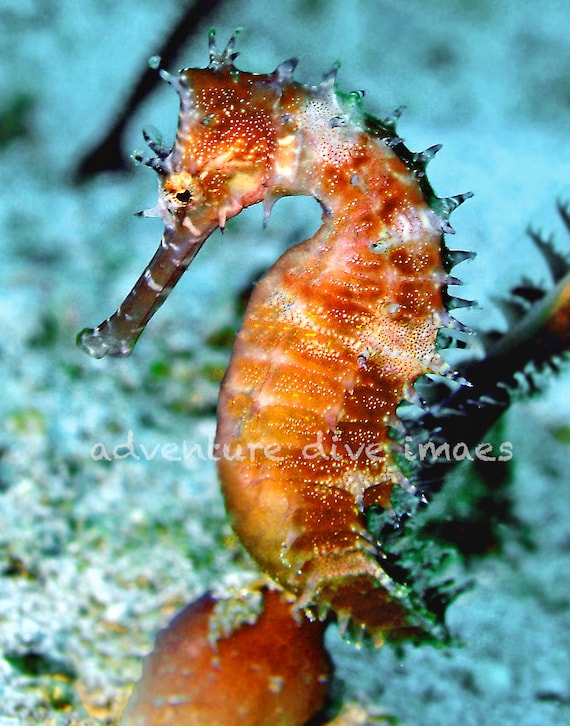 Red Seahorse