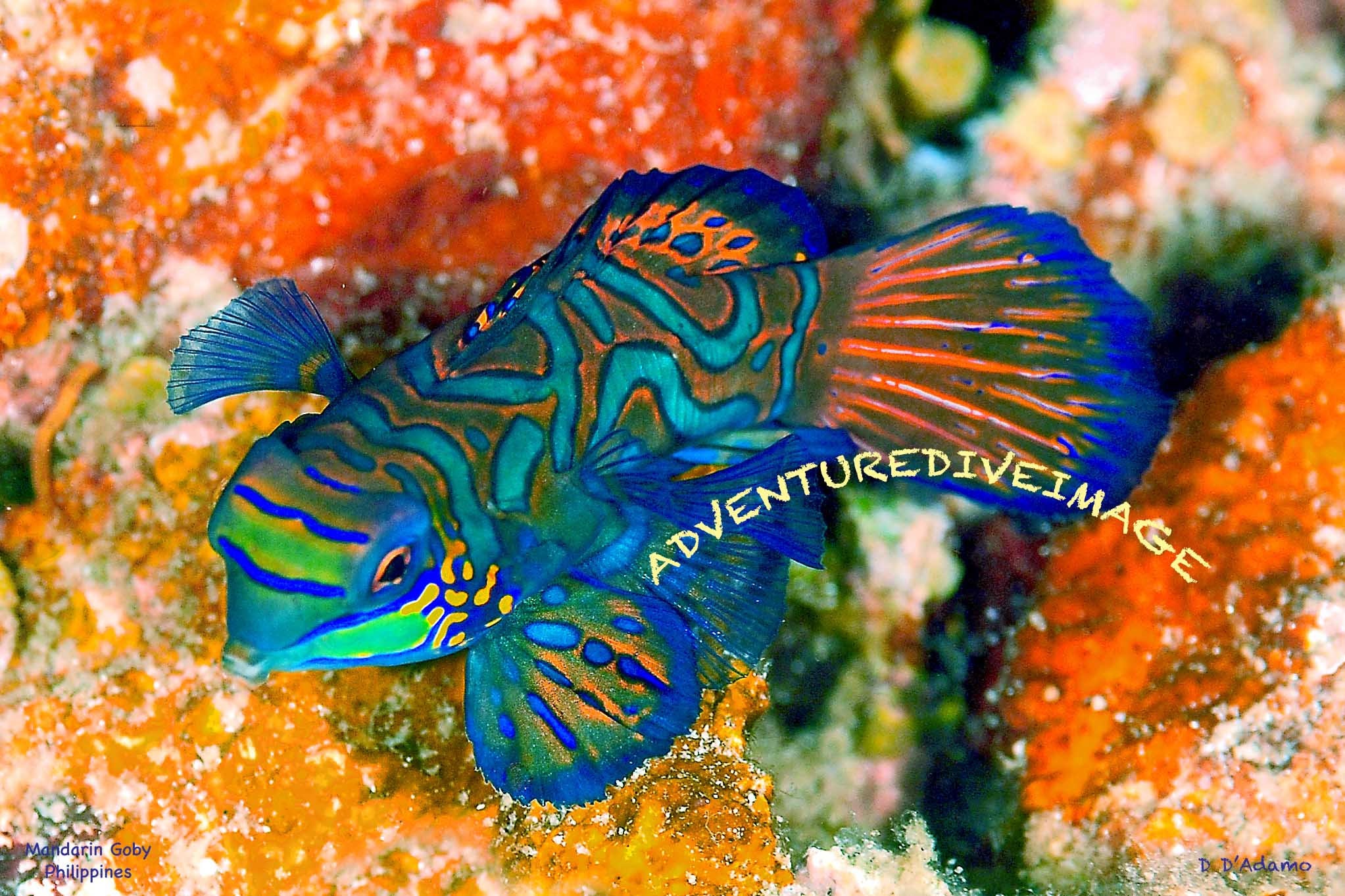 Red Mandarin Goby