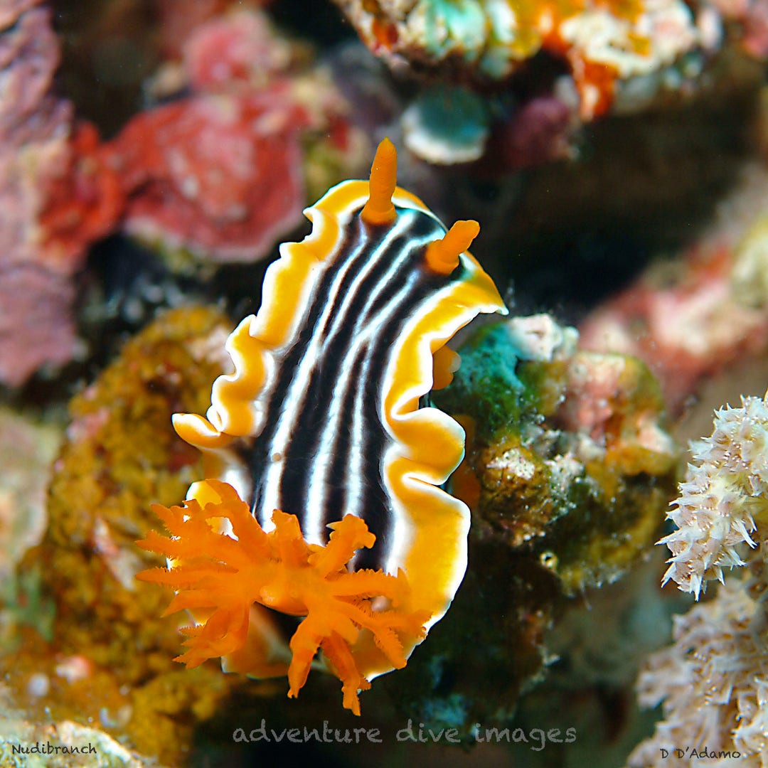 Nudibranch Art-nautical Home Decor Printed on Aluminum 5 Image Choices ...
