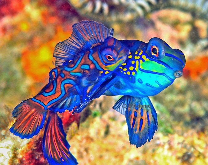 Mandarin Goby Pair Mating in the Philippines - Printed on Aluminum ...