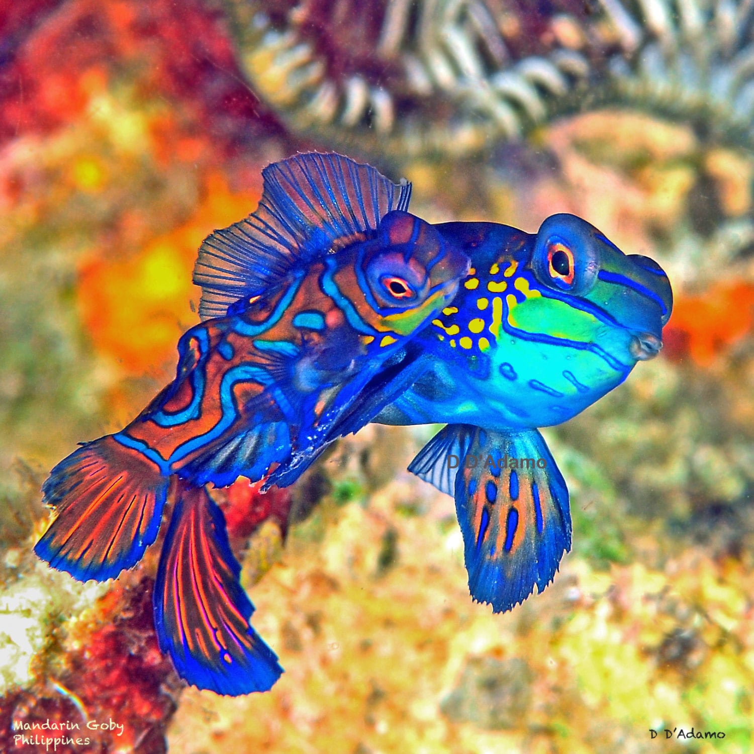 Mandarin Goby